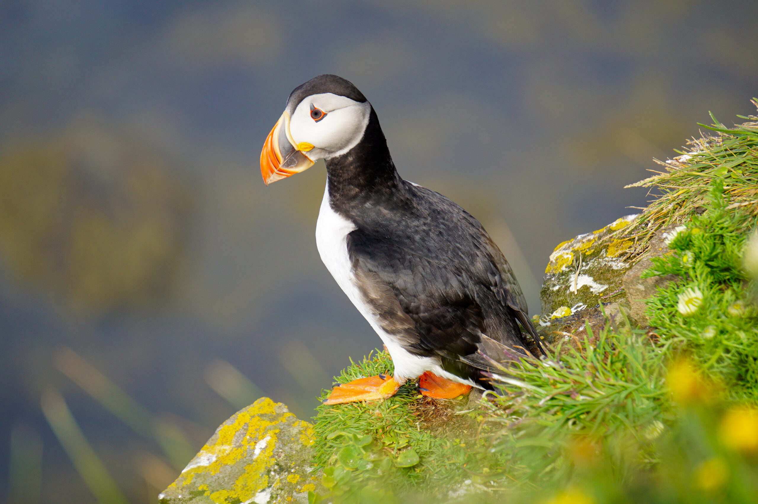 How to see puffins in Iceland | My Travel Journal-Blog