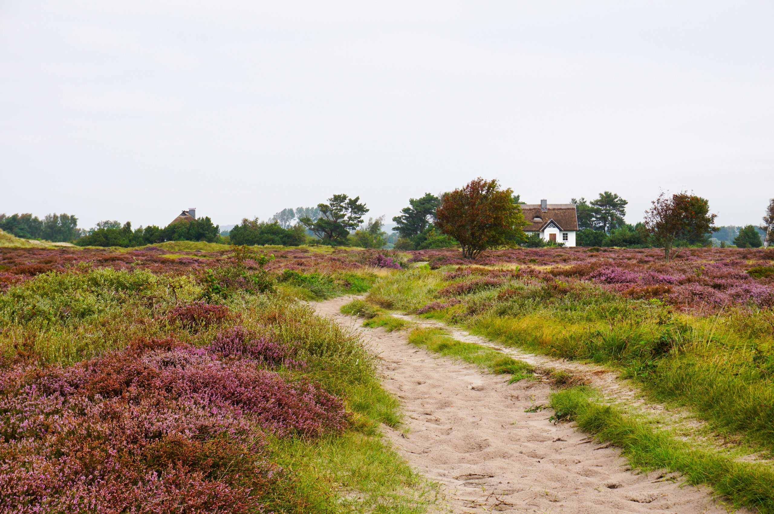 Exploring Hiddensee: Beaches, Heathlands, and Cliff Coasts at the ...