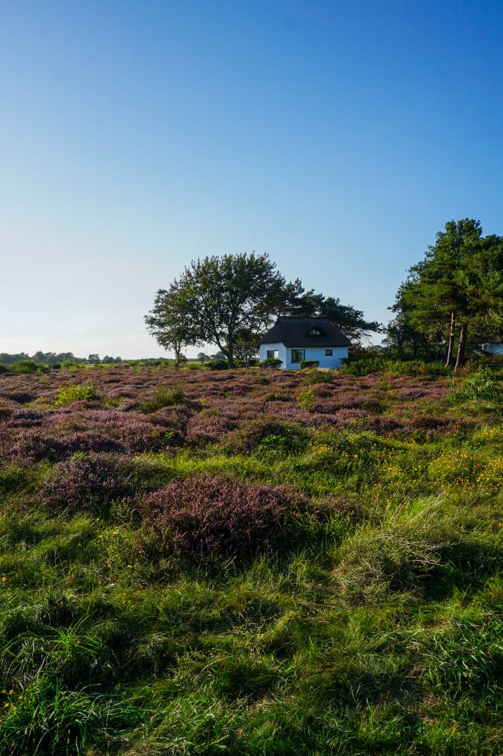 Exploring Hiddensee: Beaches, Heathlands, and Cliff Coasts at the ...